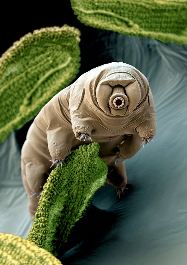 Oso de agua (Tardigrada)