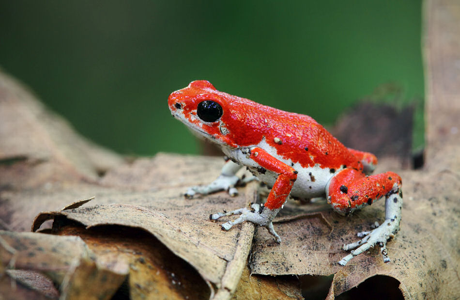 Banco de Imágenes Gratis: 12 fotografías macro de ranas en su hábitat ...