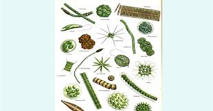 Protista Mirip Tumbuhan