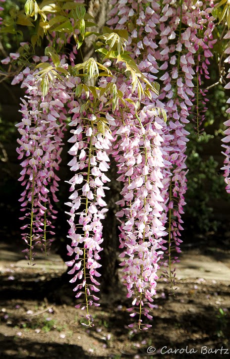 carola bARTz: The Pink Wisteria