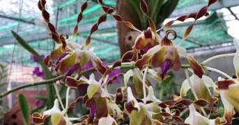 15+ Ciri Ciri Anggrek Serat