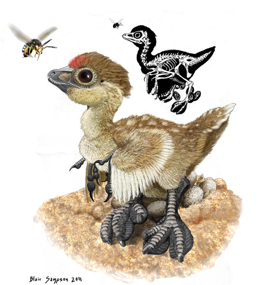 Primeval Online - Őslénytani Blog: Halszkaraptor escuilliei - Vízi ...