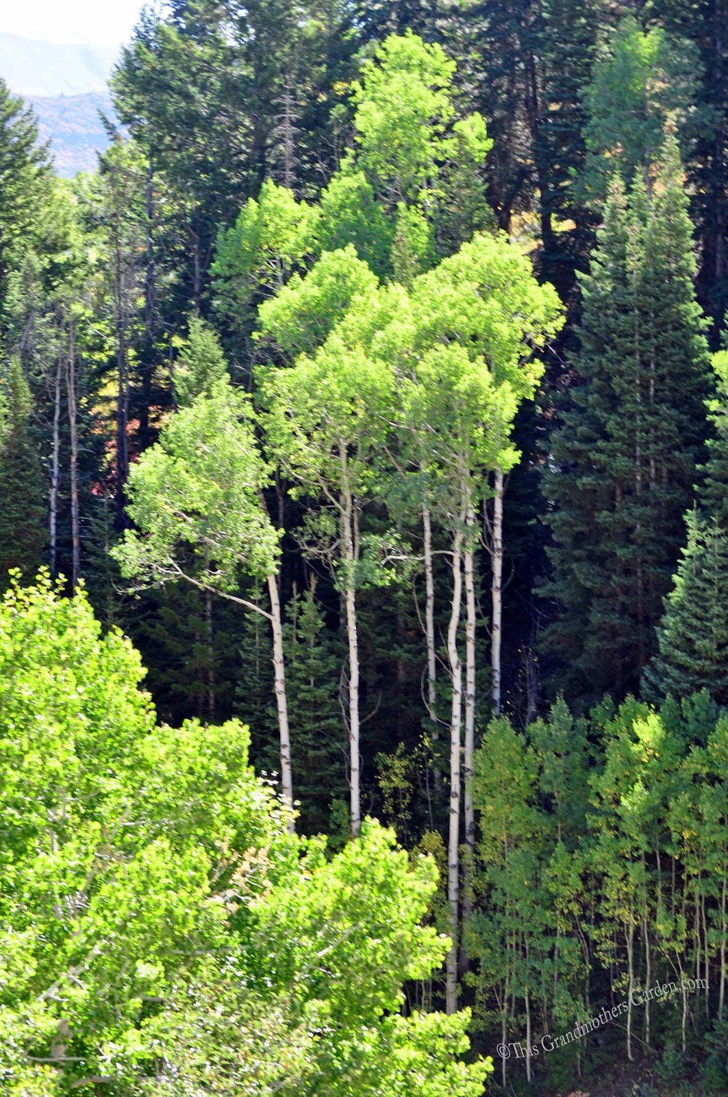 This Grandmother's Garden: The Secret of the Quaking Aspen