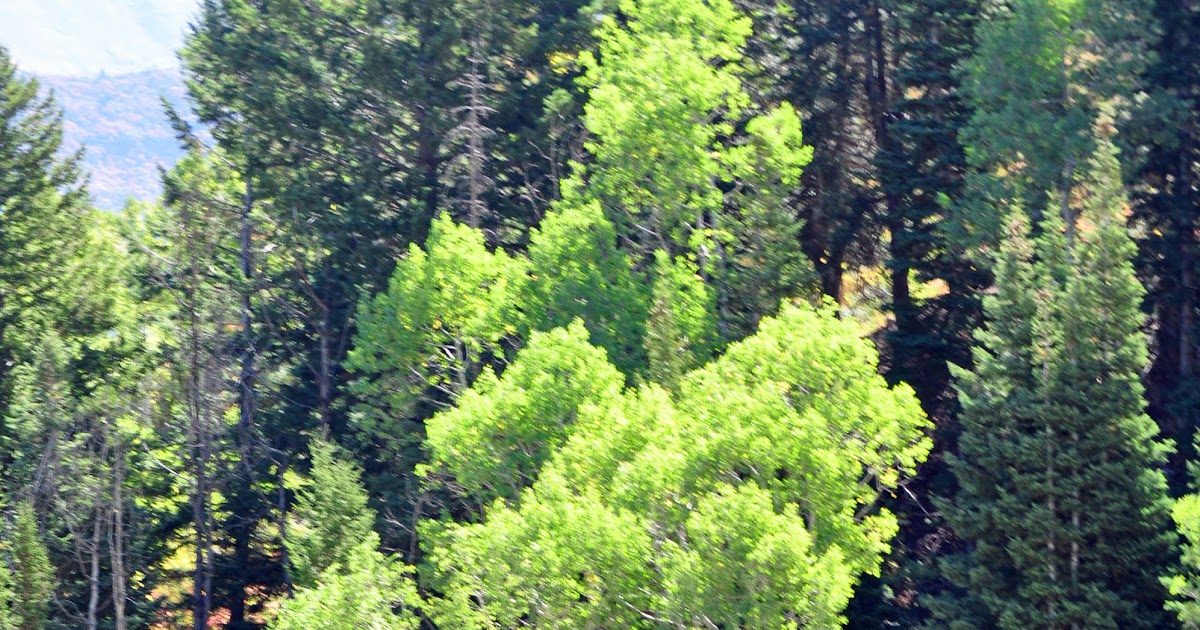 This Grandmother's Garden: The Secret of the Quaking Aspen