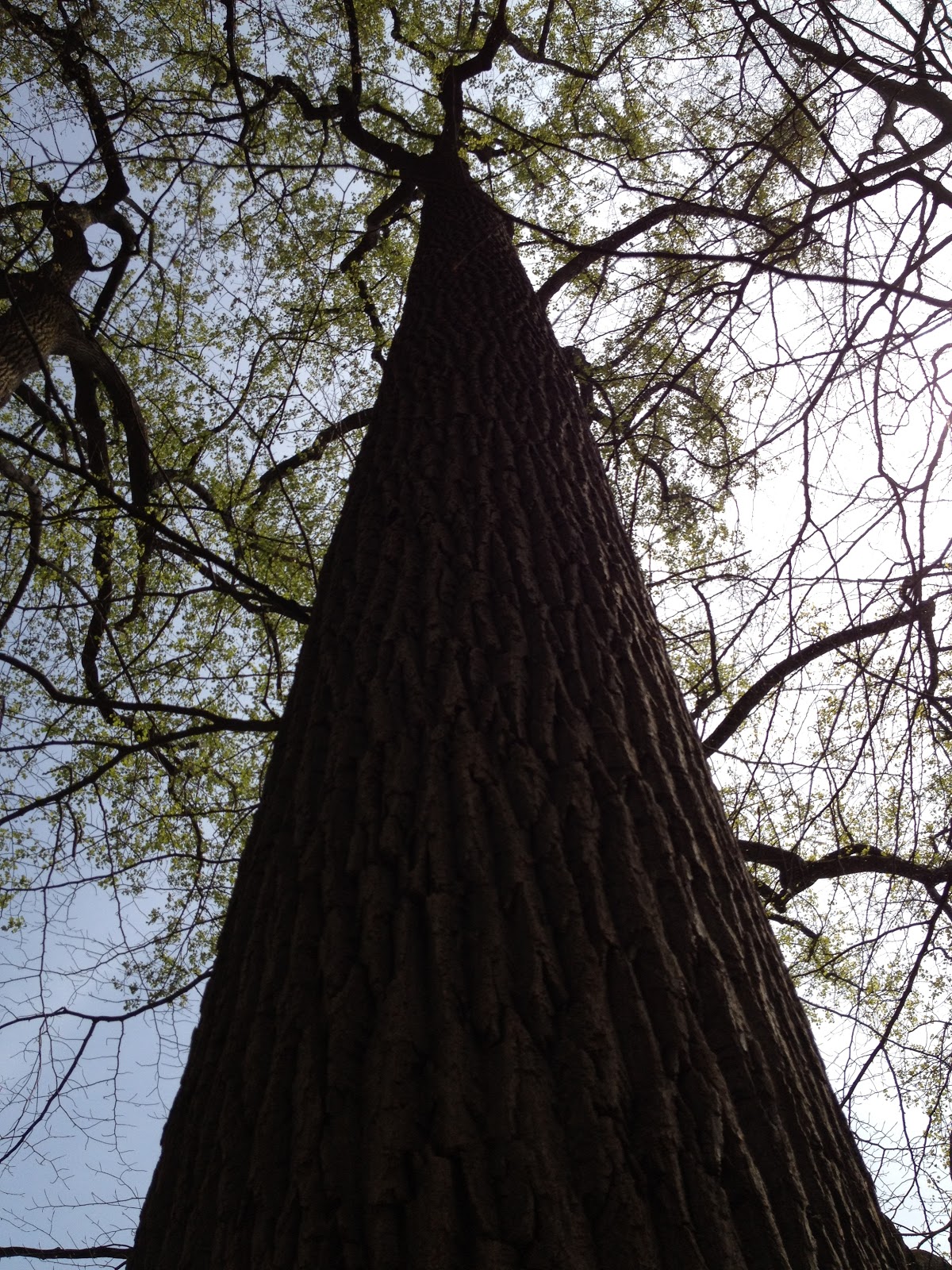 PHILLY TREES: Notable Trees List