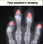 Diary of a Real-Life Veterinarian: Declaw, What You Need to Know Before ...