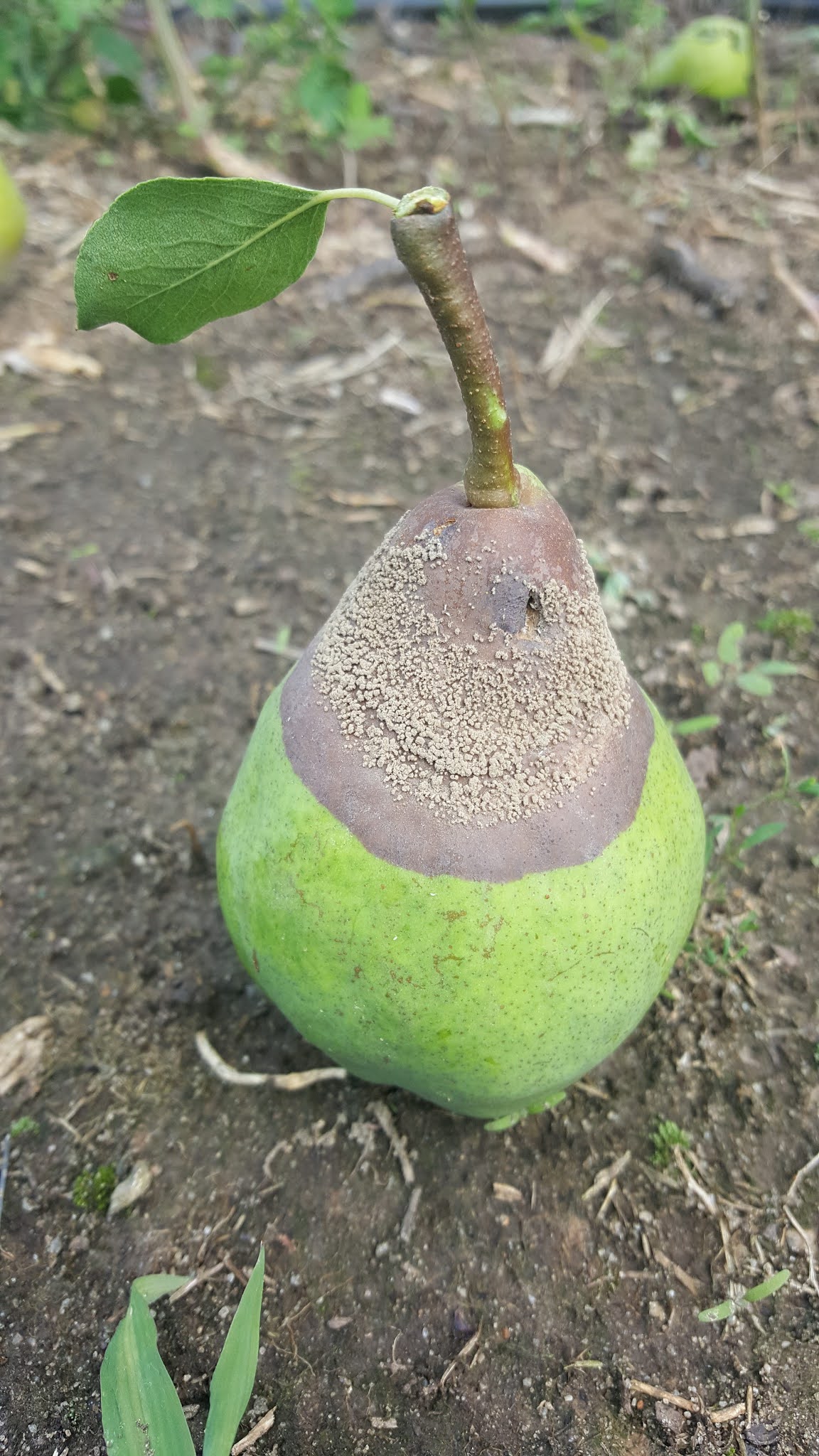 If You See Bitter Rot, Brown Rot and Fire Blight Please Contact Your ...