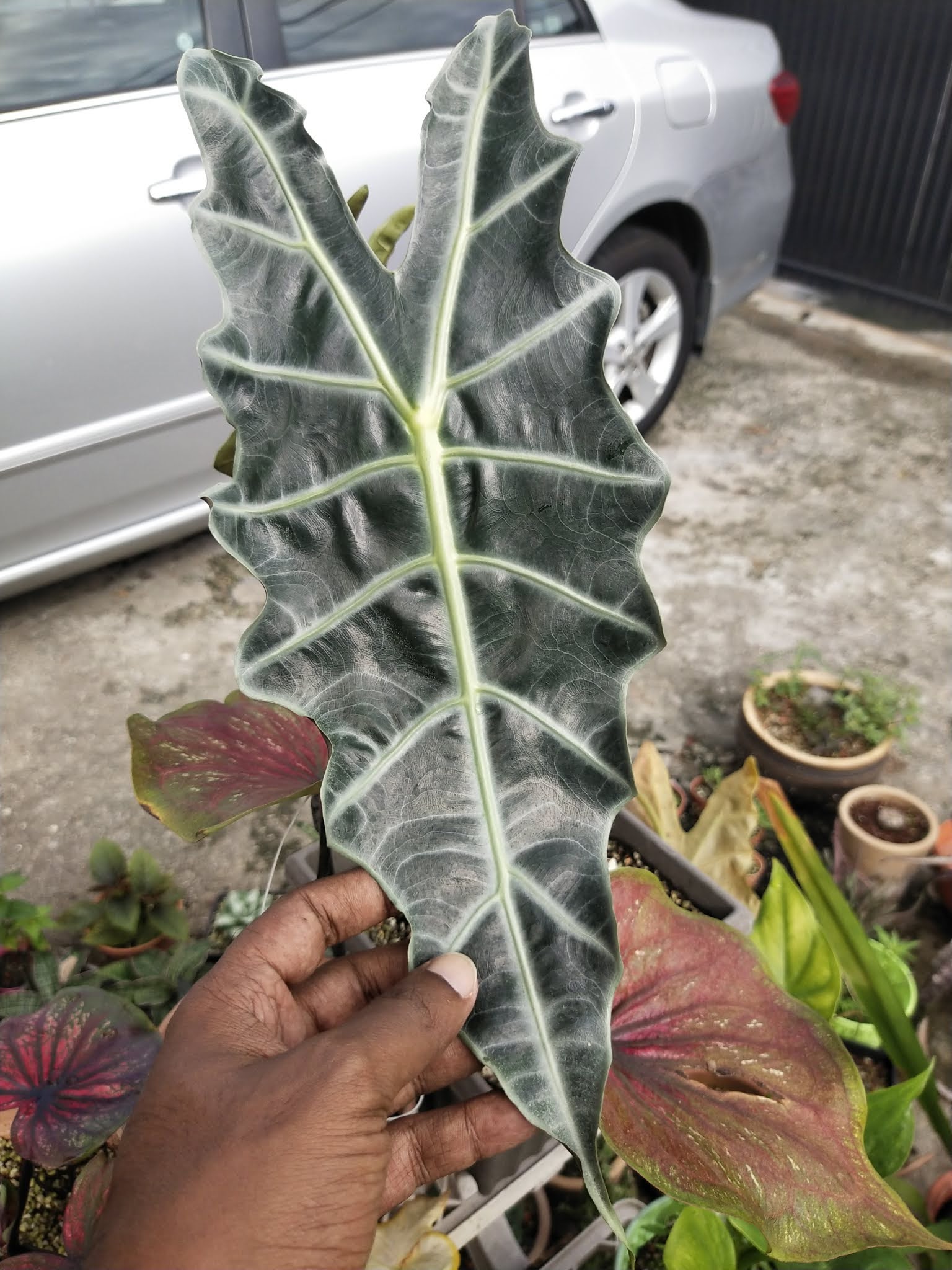 Garden Chronicles of James David: Alocasia Polly - Introduction