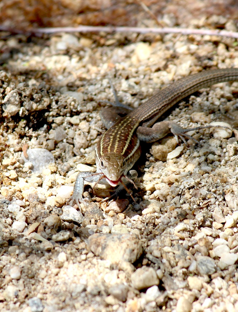 Your Daily Dose of Sabino Canyon: It's a lizard-eat-bug world