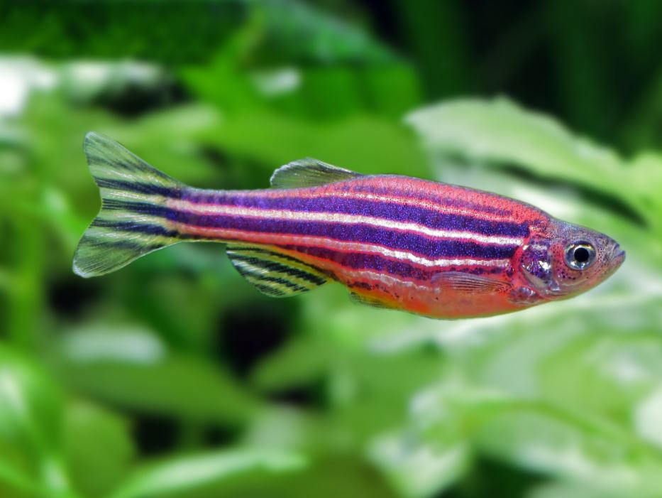 Tips dan Cara Merawat Ikan Zebra yang Sudah Jadi Primadona