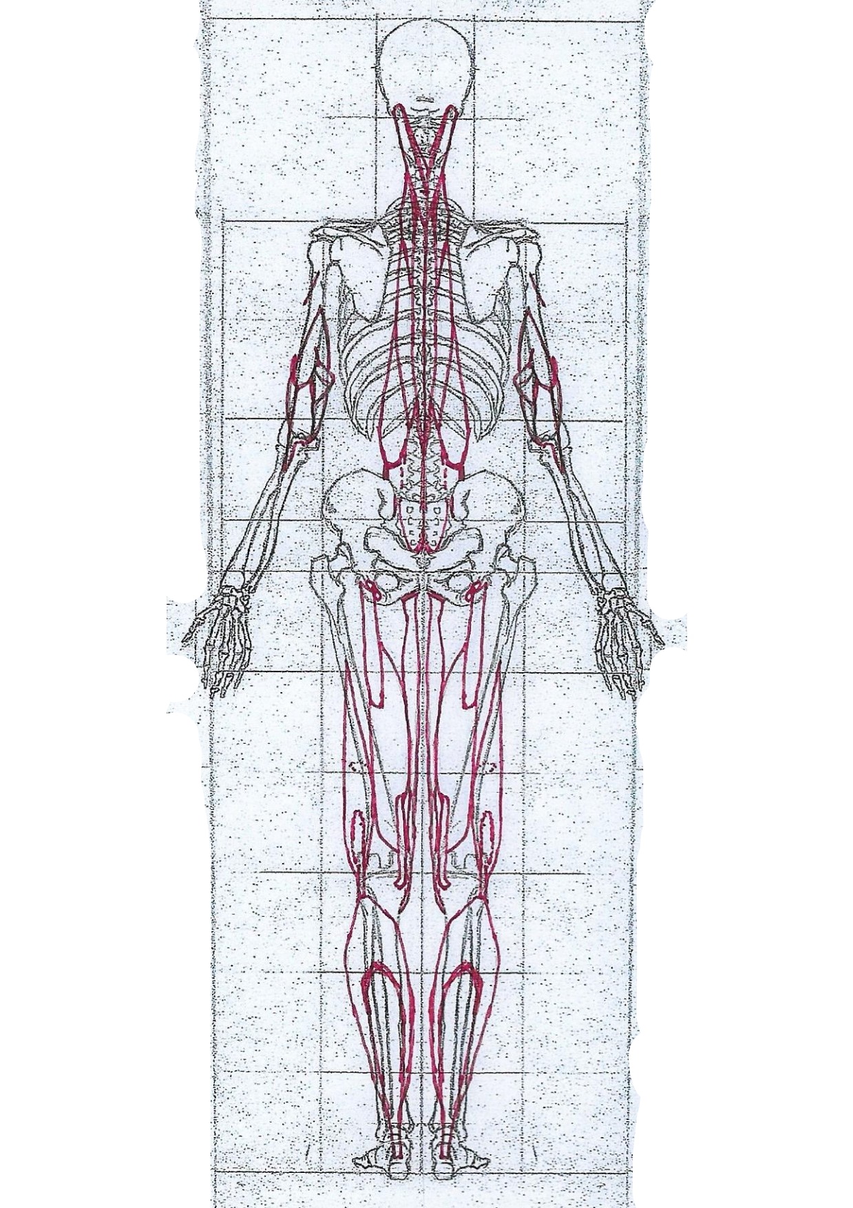 Artistic Anatomy Glasgow: Grid Gym: advanced female surface anatomy ...