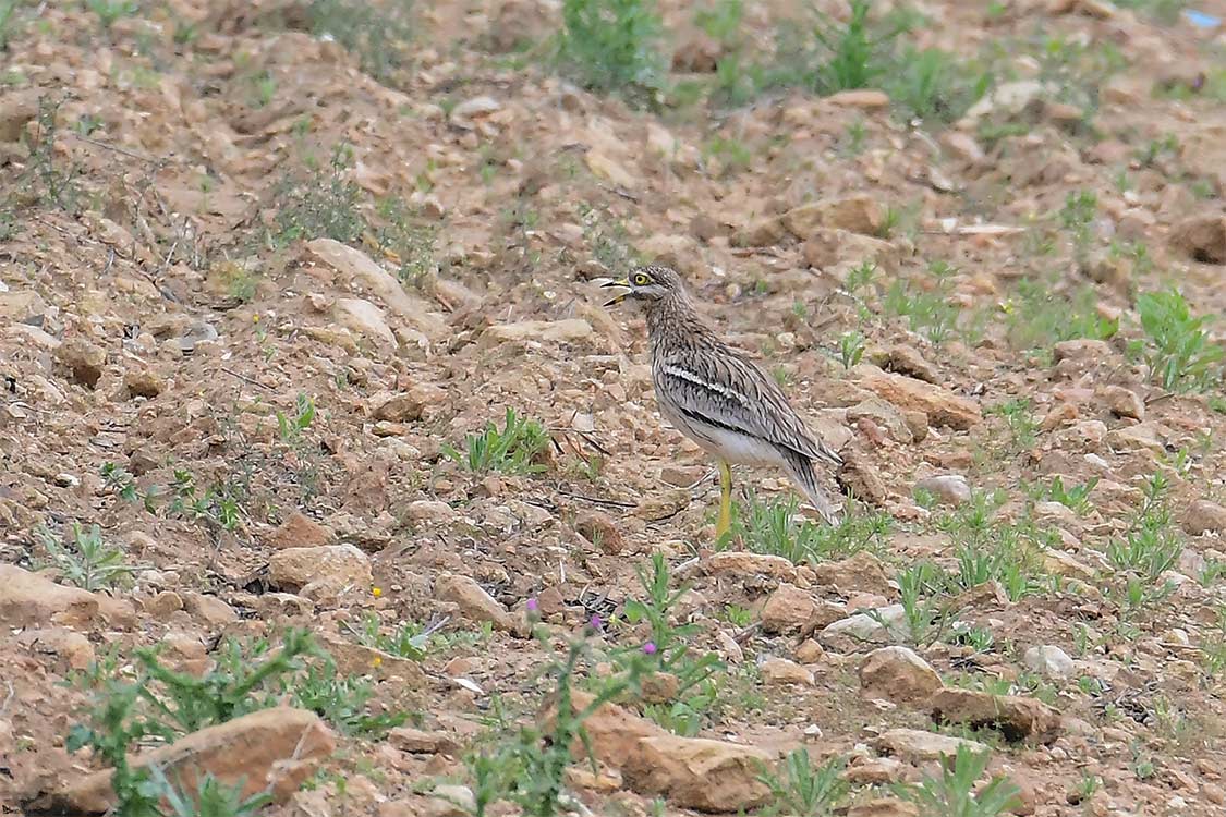 Objetivo: Naturaleza Viva: Alcaraván común (Burhinus oedicnemus)