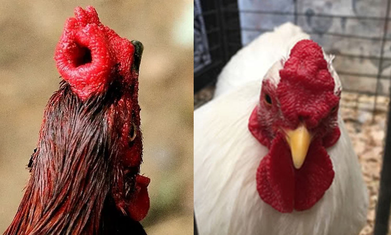 Jenis Jengger atau Pial Ayam yang Wajib Diketahui - Tanam Ternak ala ...