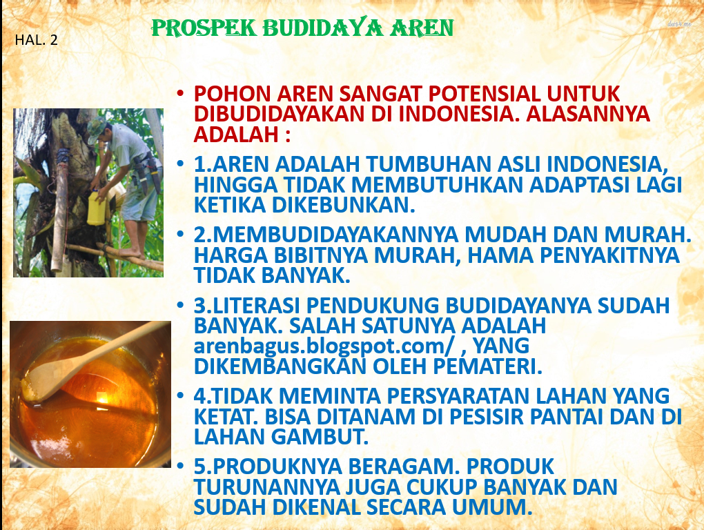 Jasa Konsultan Budidaya Aren : Aren Adalah Tanaman Masa Depan