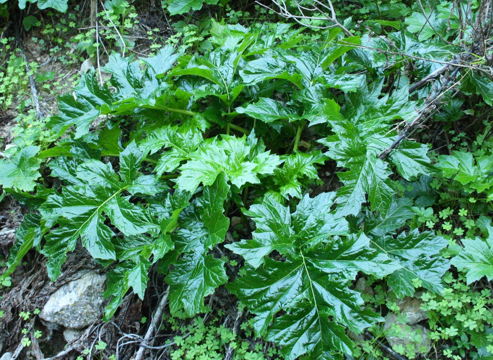 Plantas: Beleza e Diversidade: Acanto (Acanthus mollis)