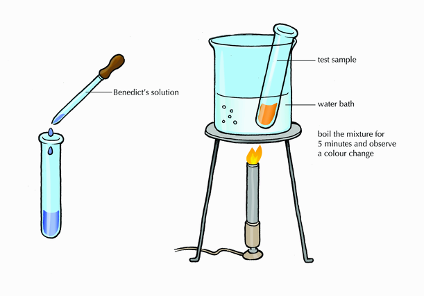 CIE A level biology notes: FOOD TESTS