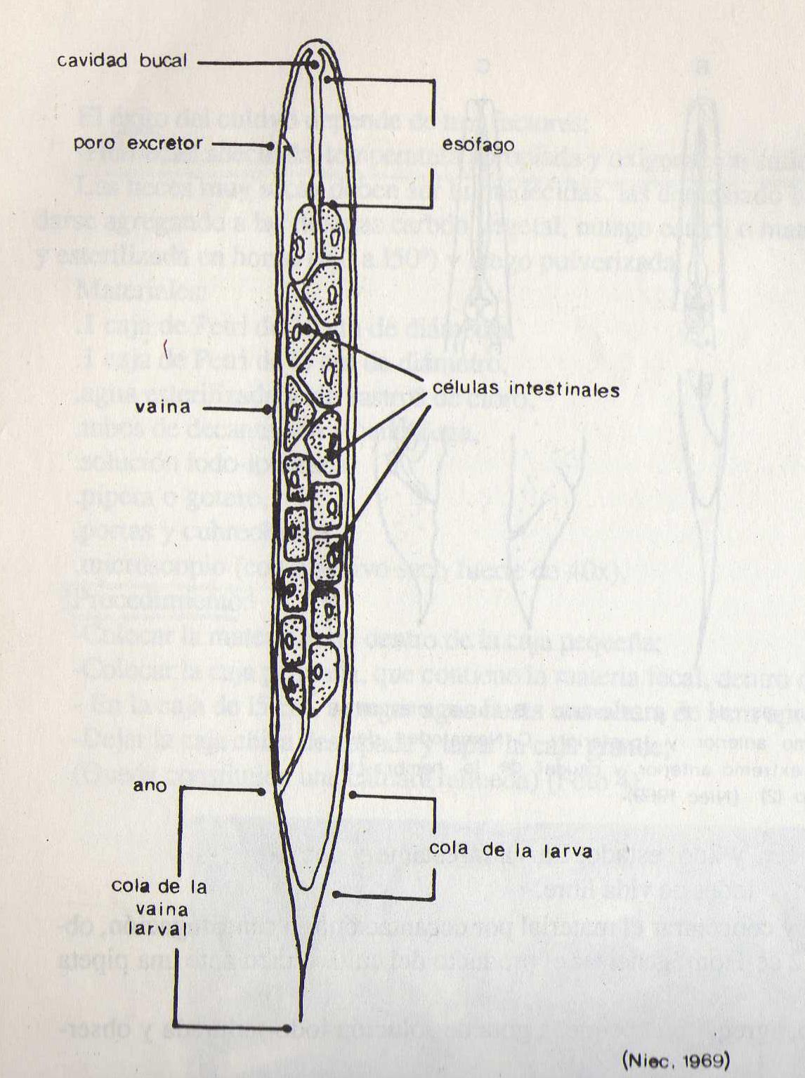 Parasitologia Veterinaria: CLAVE PARA IDENTIFICACION DE LARVAS
