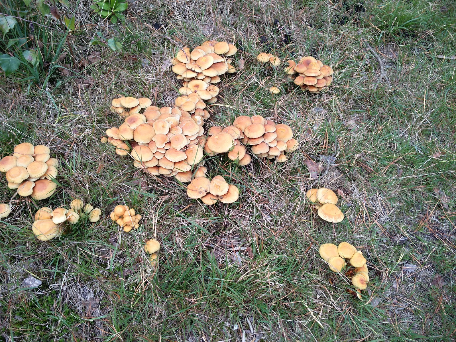Misidentifying Fungi: Graffham Common Fungus Walk