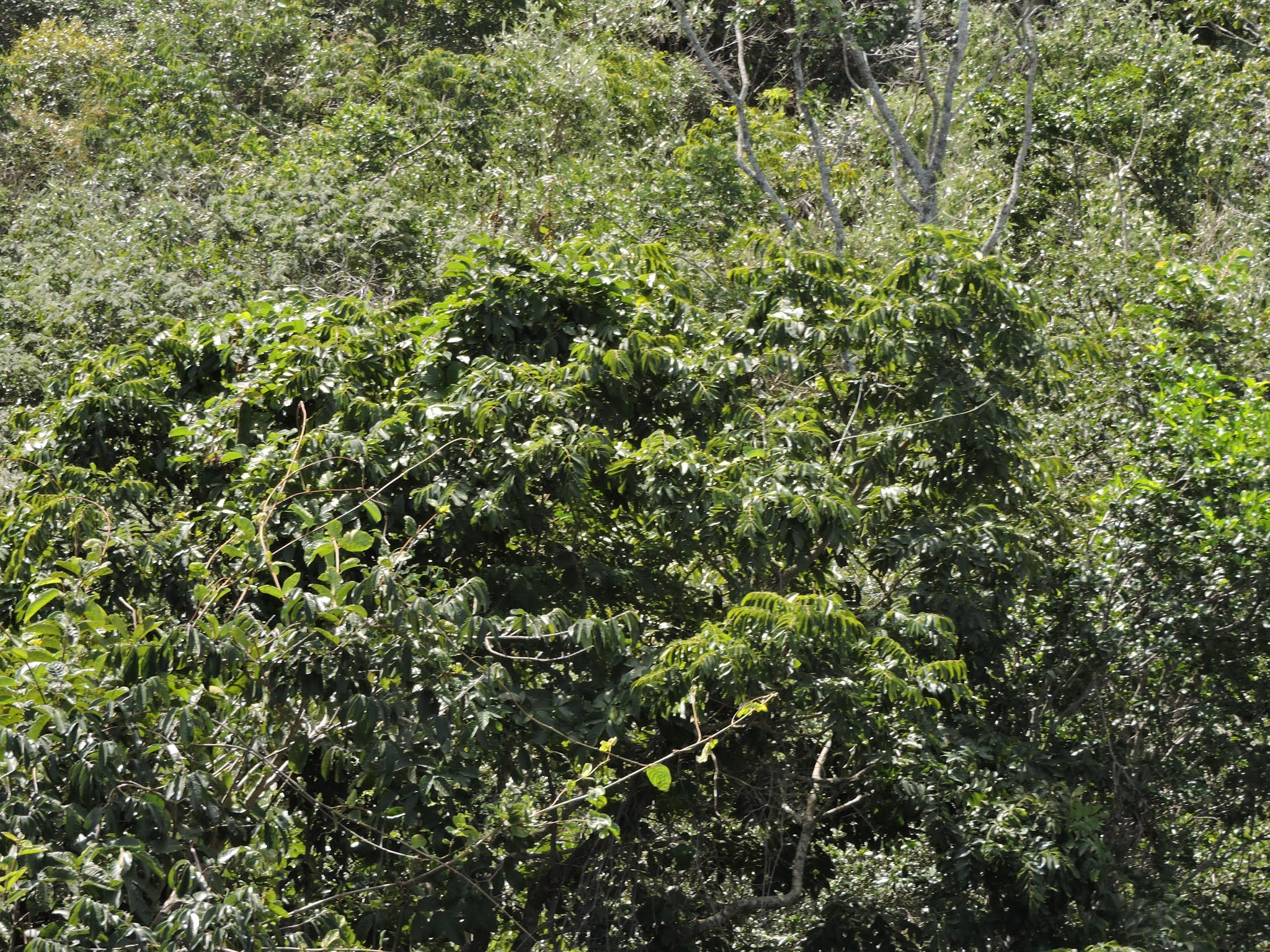 Fabaceae - Leguminosae no Brasil: Machaerium