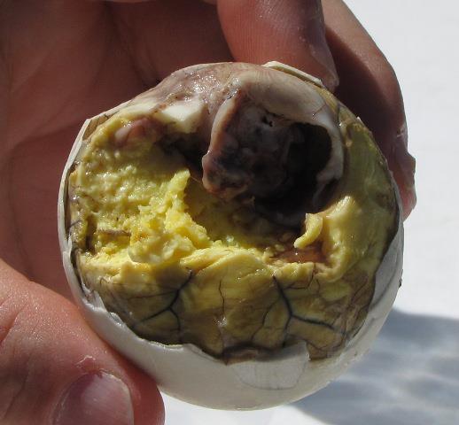 Dr Dave's Filipino Scene (Blog): Eating balut the first time...Balut is ...