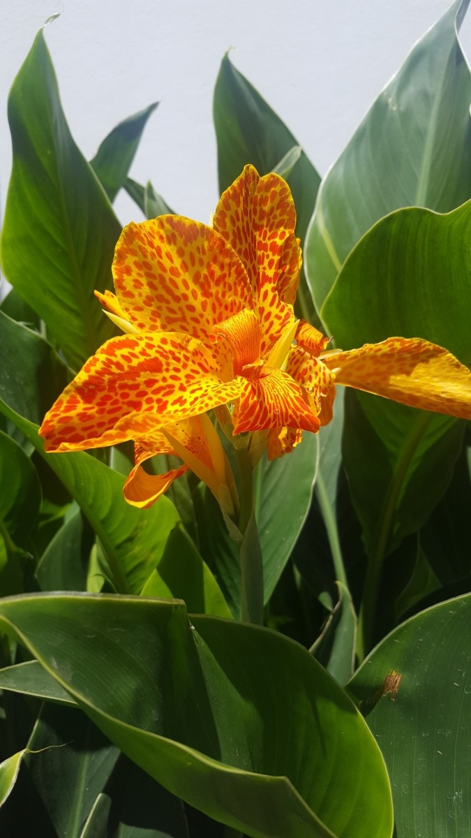 plantas medicinales de la selva