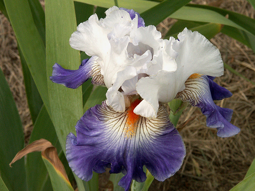 Getting back to basics: My Iris plants.......Mother Nature at her best.