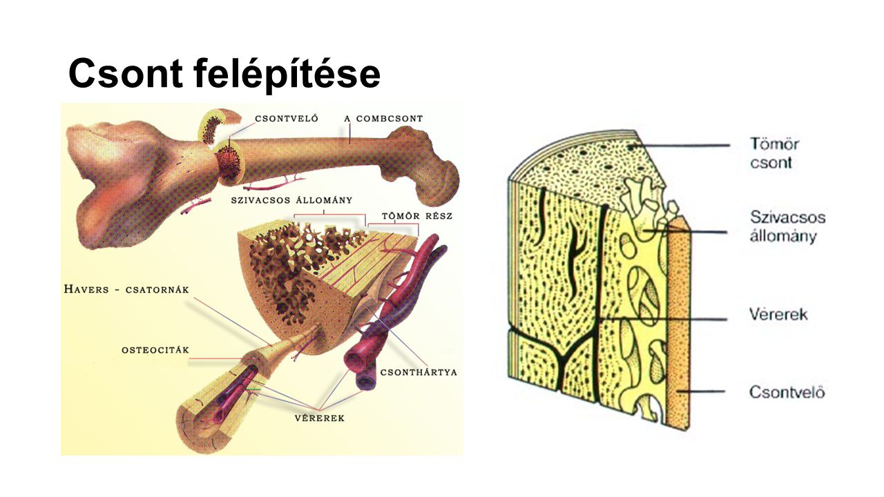 Mimi Fitness: Anatómia alapok 2. - A csontok
