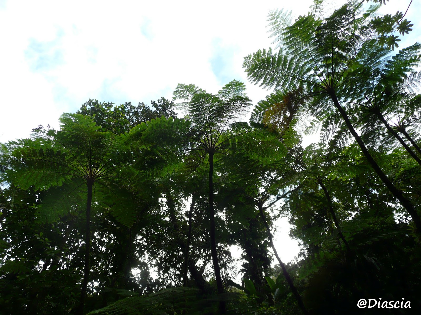 Le jardin de Diascia: LA MARTINIQUE - VEGETATION LUXURIANTE