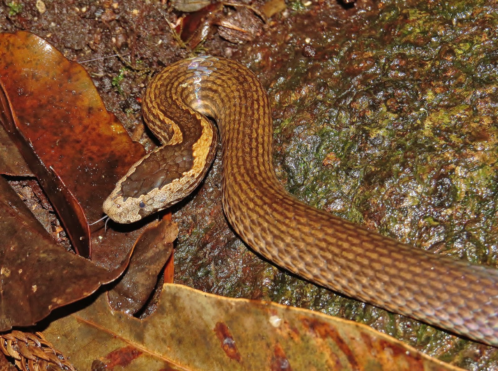 Top Ten Wildlife Encounters of 2019