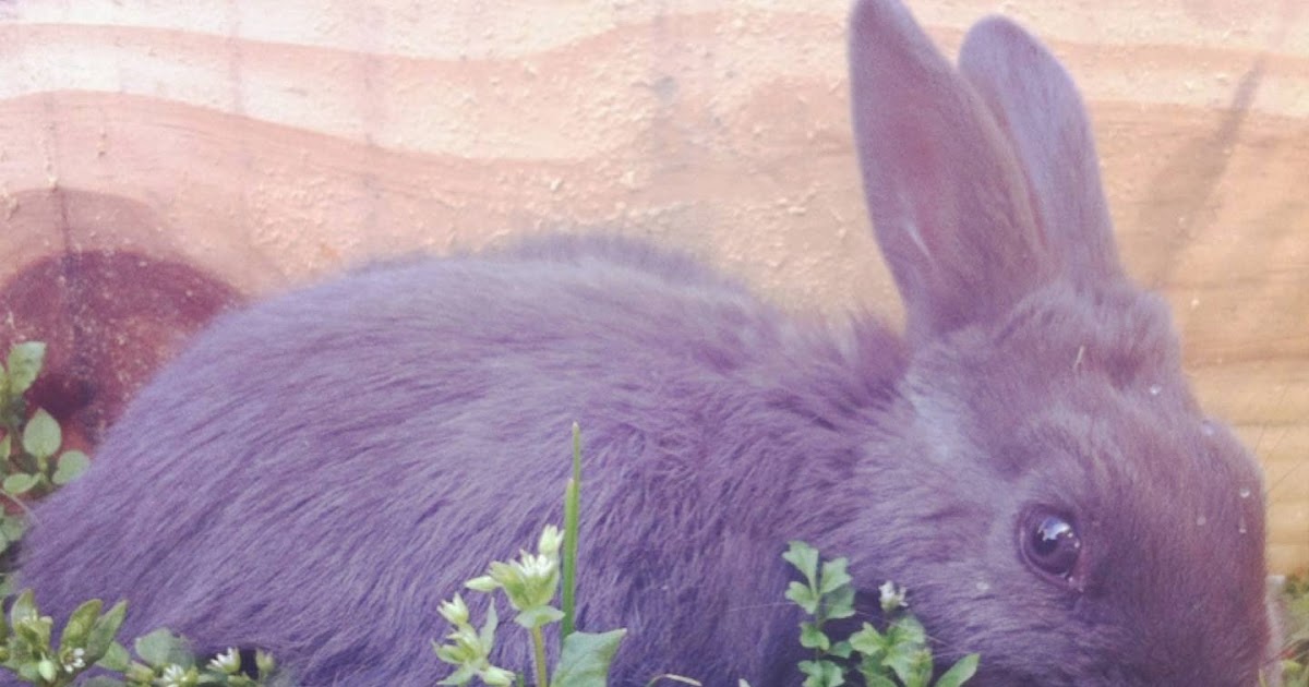 Haven Homestead: Why we love American blue rabbits: An excellent ...