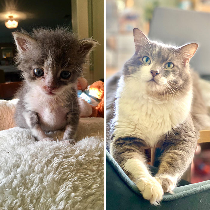Chingum — Discover Curiosities: Amazing Transformation From Kitten To Cat