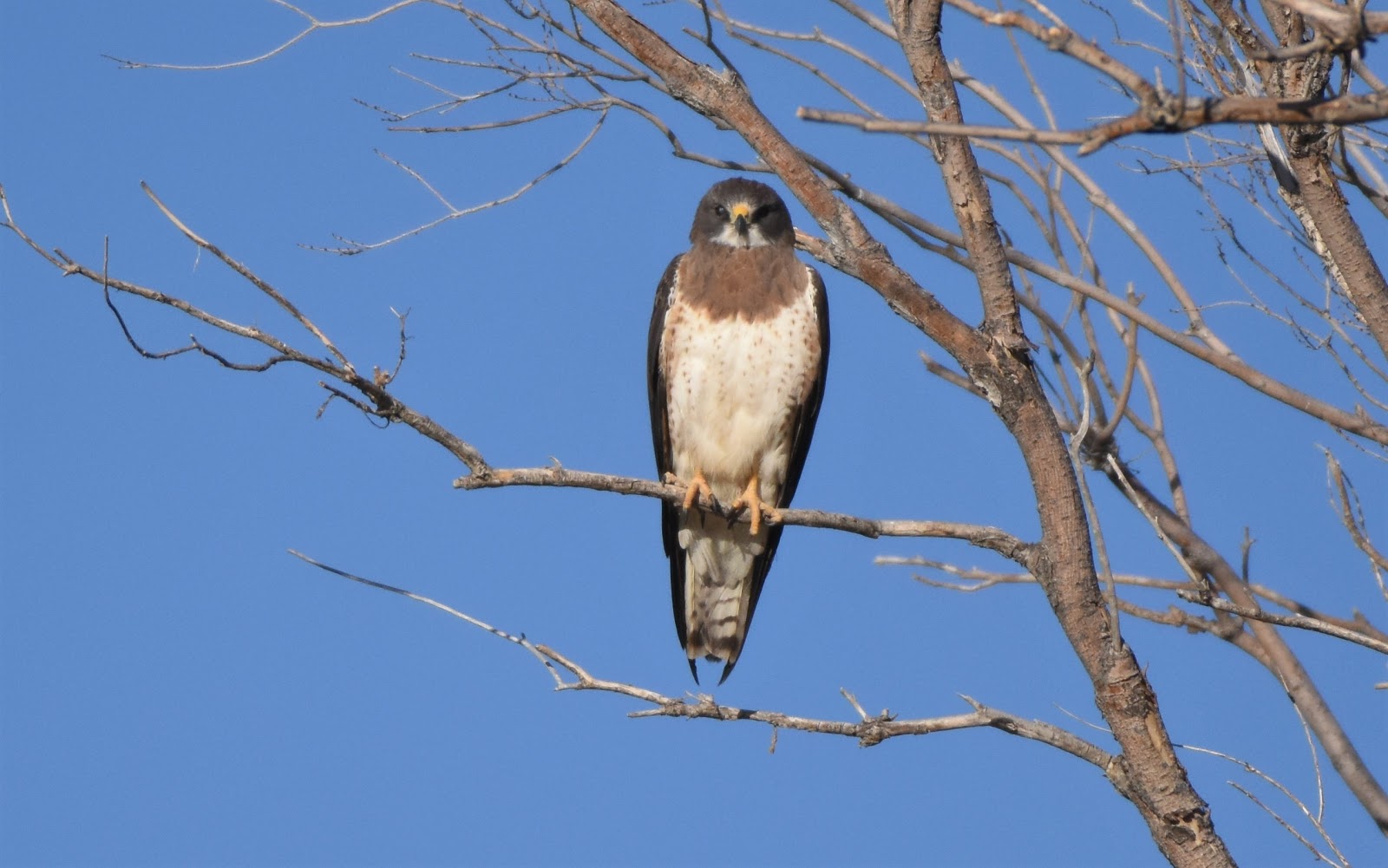Las Aventuras: Southeastern Arizona's Hawk Watch