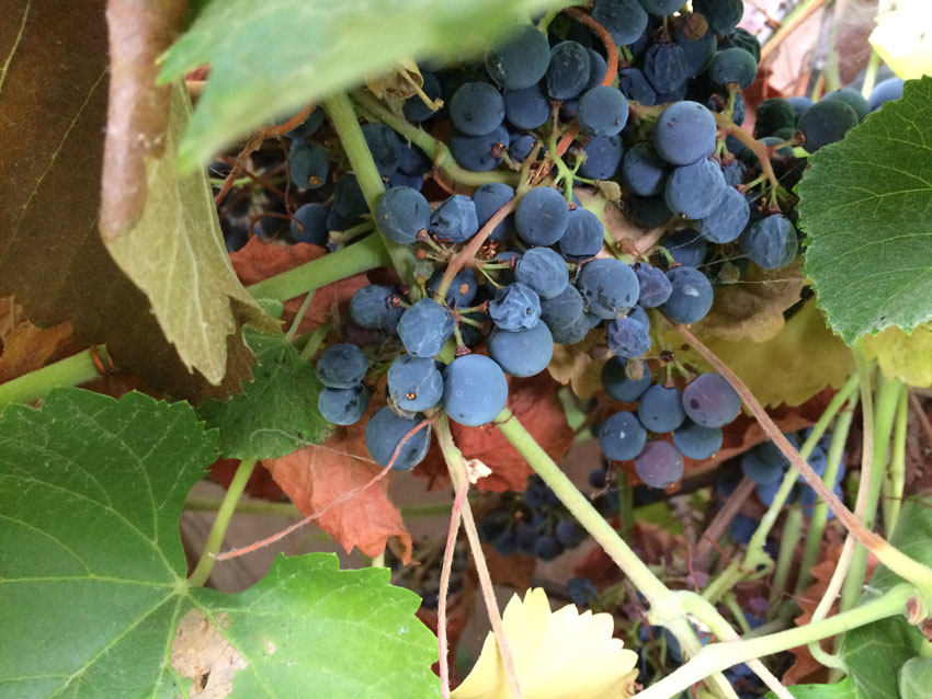 My Country Apron: It Is That Time For Rodger Red Grapes Again