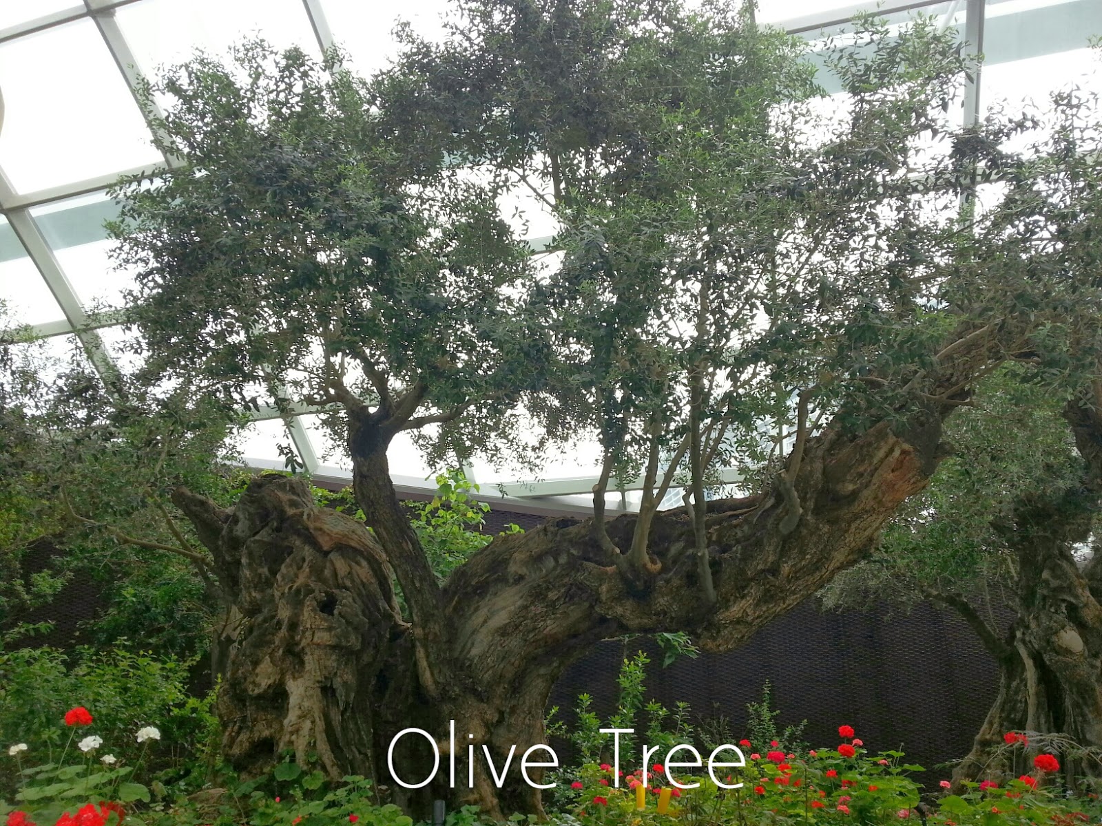 Gardens By The Bay - Plants in The Flower Dome