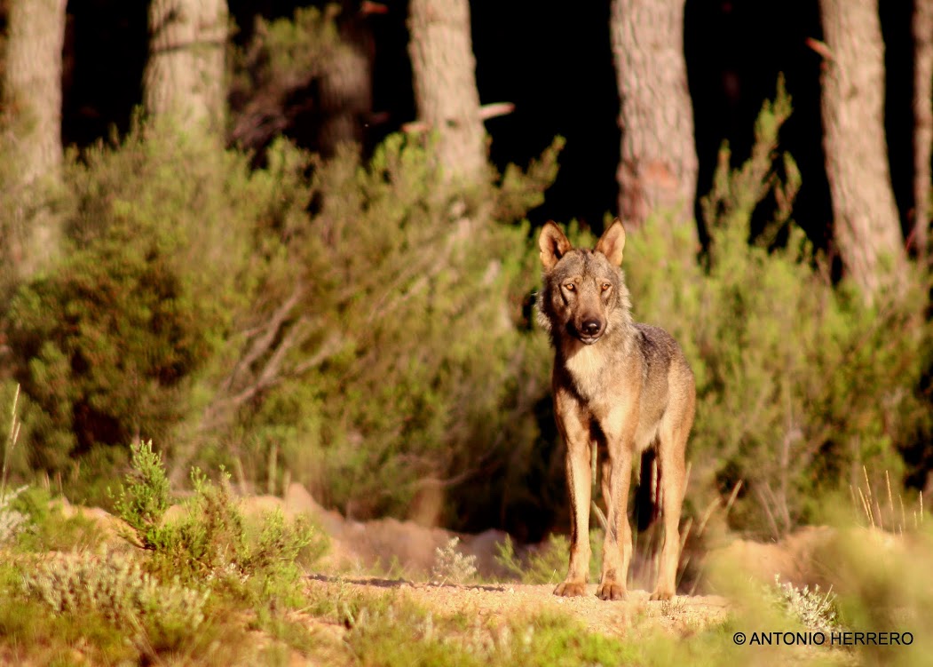 WILDLIFE&EXPEDITIONS: EL TURISMO LOBERO PUEDE SALVAR AL LOBO