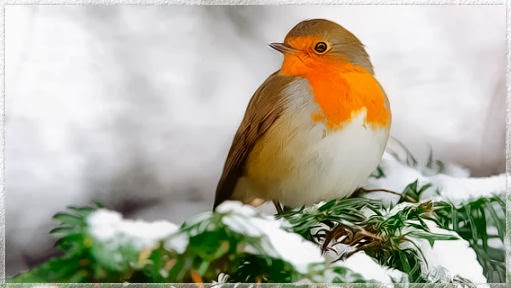 *: I PETTIROSSI -Emily Dickinson