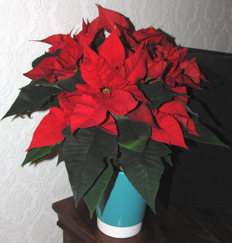 Snappycrafts It s Beginning To Feel A Lot Like Christmas snappycrafts-it-s-beginning-to-feel-a-lot-like-christmas