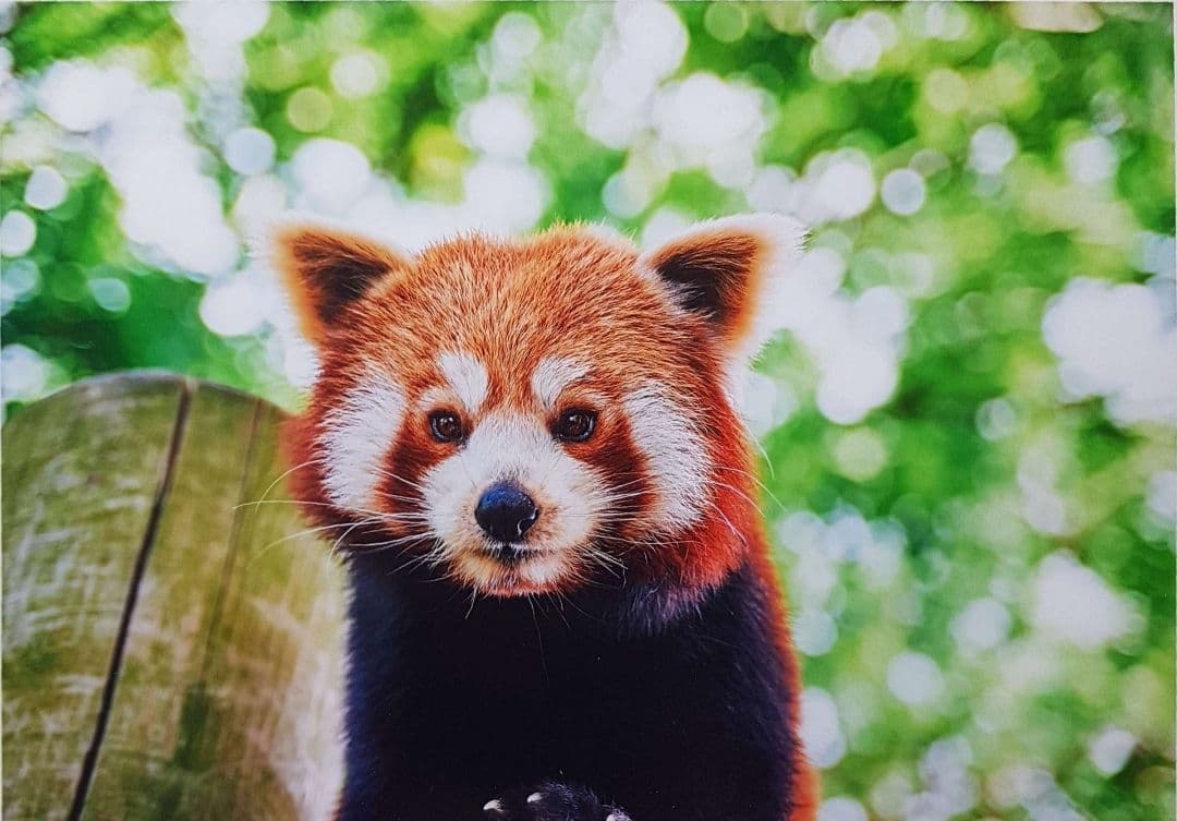 RED PANDA TOKEN! What Will This New Coin Bring To The World?