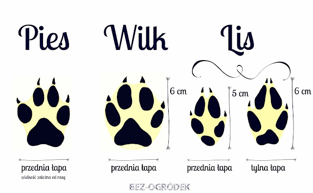 Ślady zwierząt. Kto odwiedza twój ogród? | BEZ-OGRÓDEK | blog ogrodniczy