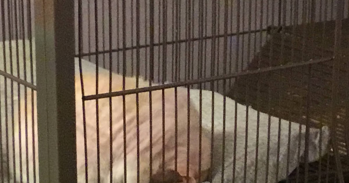 The Pet People: A First For Kevin