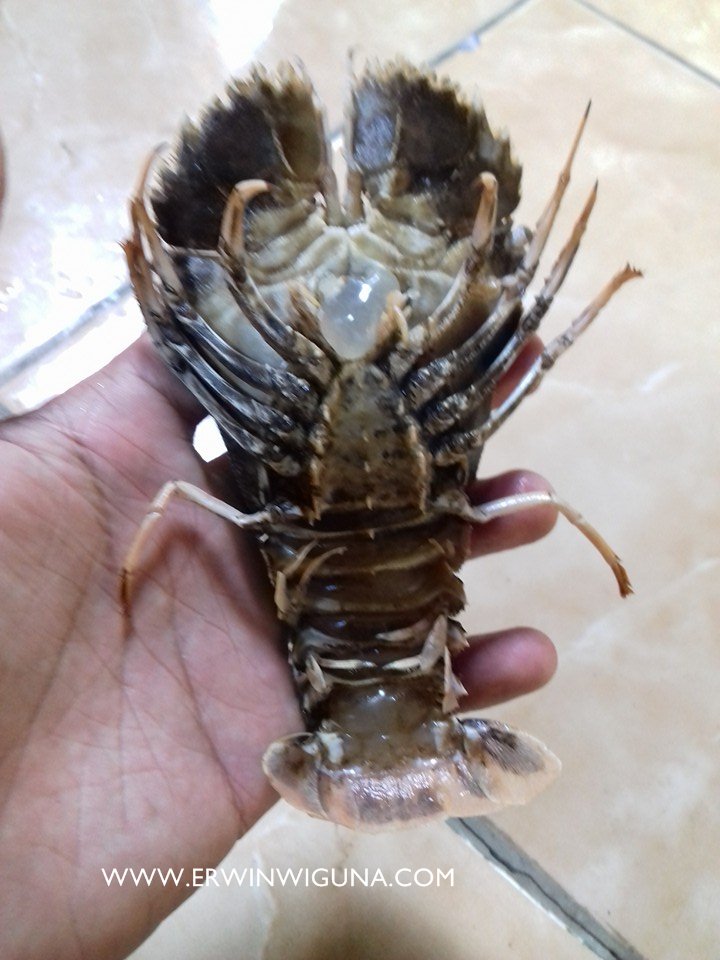 POTENSI UDANG TOPENG (THENUS ORIENTALIS) - Erwin Wiguna Blog