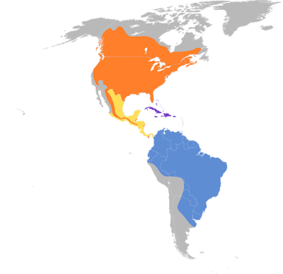 STOKES BIRDING BLOG: Nighthawks are Migrating Now!