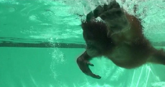 White Wolf : The video that reveals that apes can paddle like humans ...