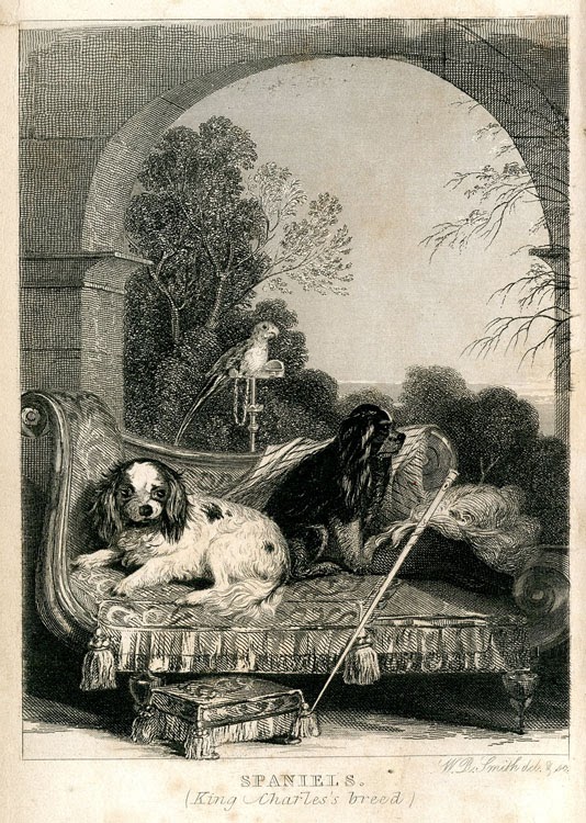 The Antique Dog Photograph Gallery: The King Charles of Bristol