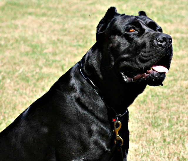 Recipes For Divine Living: Honey Sriracha Bacon