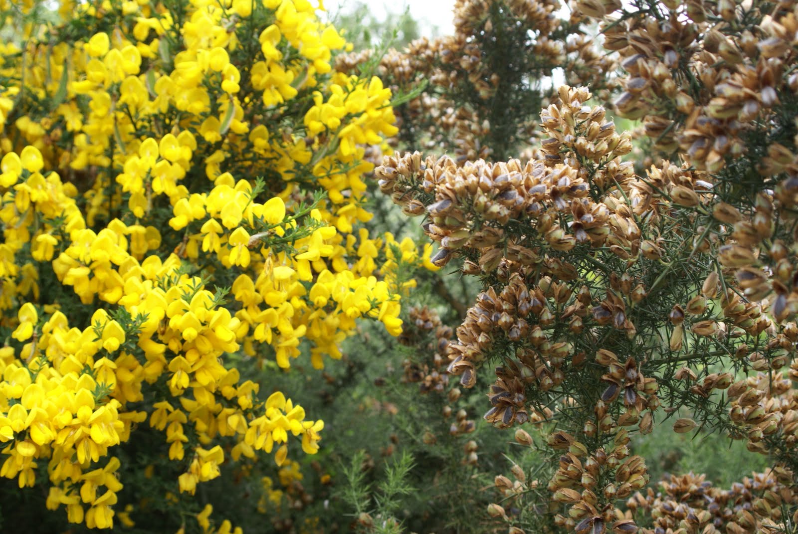 Bomen en Struiken: 'Alle' Soorten