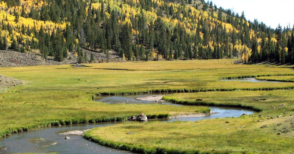 GREEN FOREST: Fishlake National Forest in Utah