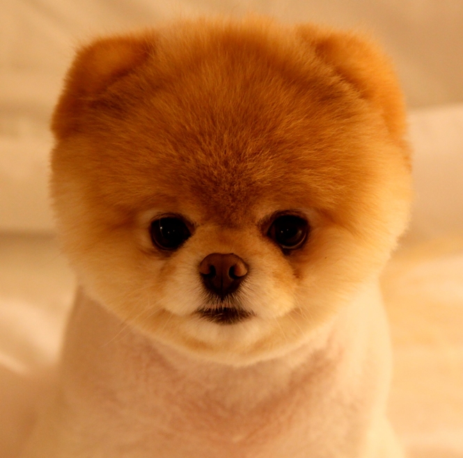 Poquim de mim: Boo,o cachorro mais fofo do mundo!