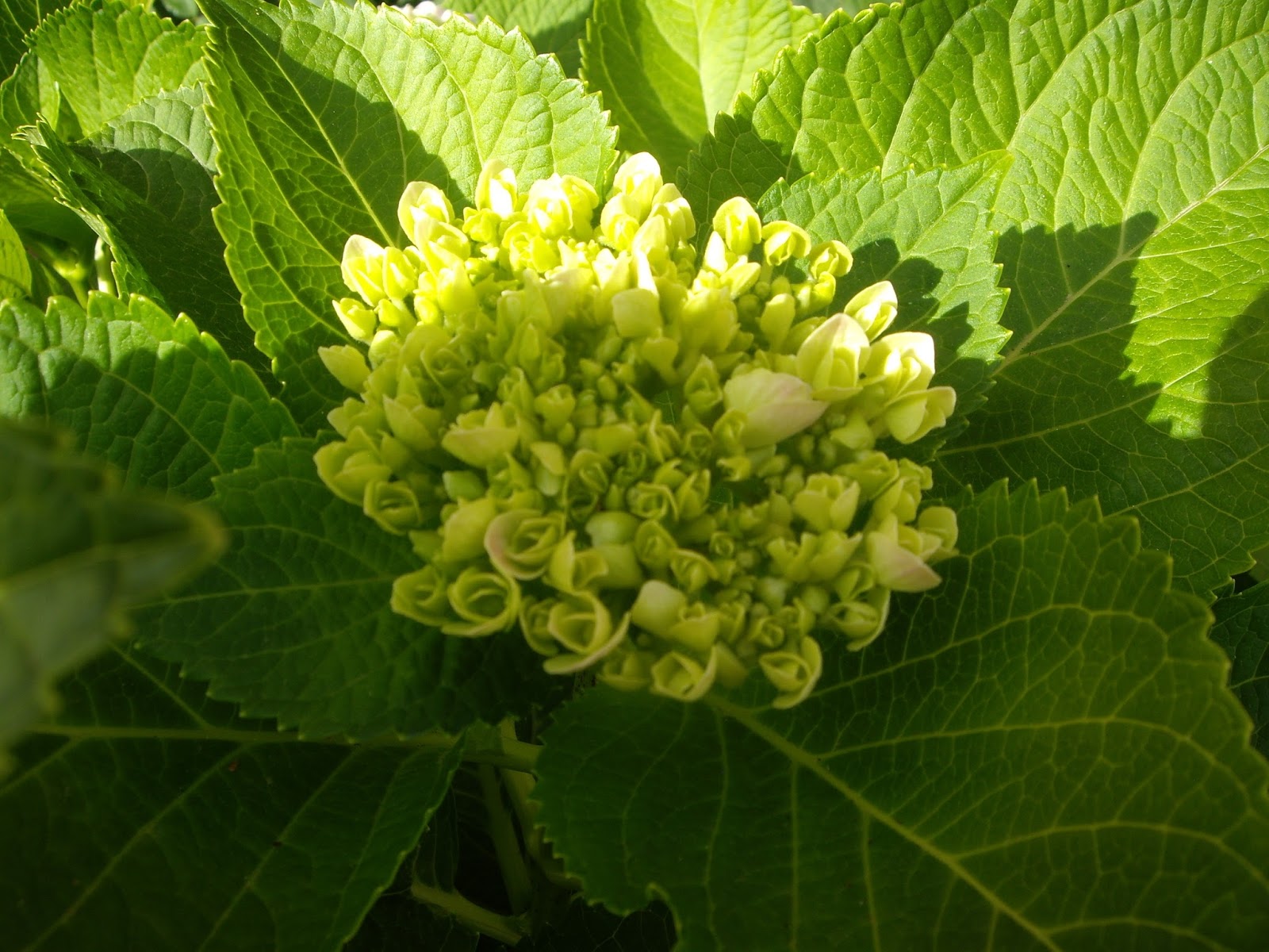 La Mar de VeRde: HYDRANGEA O HORTENSIA