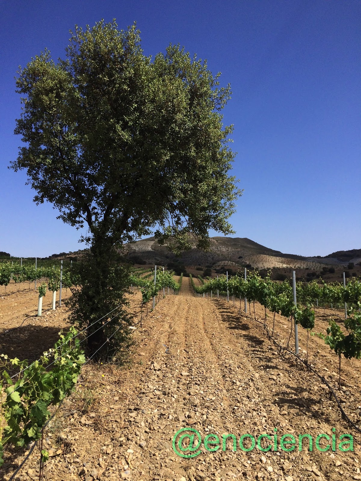 Enociencia : Influencia del suelo en el cultivo de la vid y la calidad ...